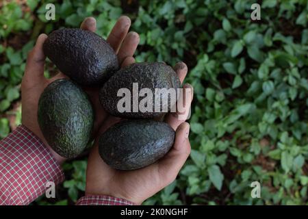 Mexican avocados freshy harvested Stock Photo - Alamy