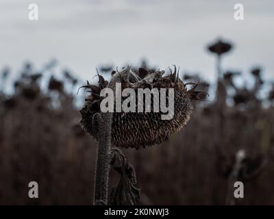 Dried out sunflowers with lowered heads in a huge agricultural field ...