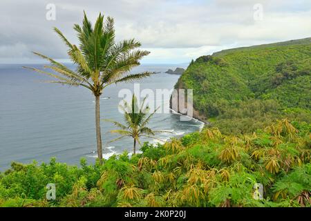 The tropic landscape in Northern Kohala at the Waiakalae Gulch was the ...