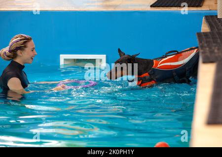 Dog trainer at the swimming pool, teaching the dog to swim Stock Photo ...