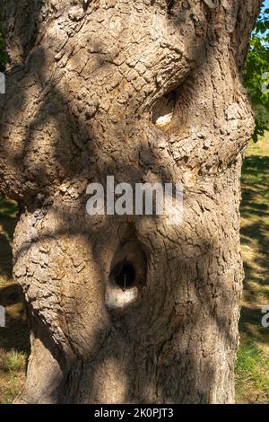 Face pareidolia, face image, Halloween, eye sockets, mouth shape, ugly ...