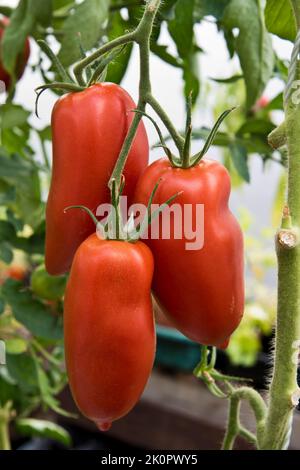 A ripe organically home grown tomato growing outdoors on a vine in the ...