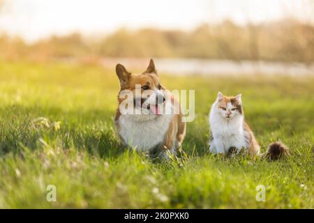 fluffy friends a cat and a dog run merrily and quickly through a ...