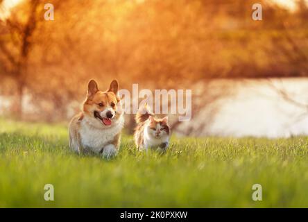 fluffy friends a cat and a dog run merrily and quickly through a ...