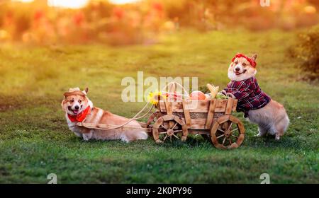two funny corgi dogs are driving a cart with vegetables collected in ...