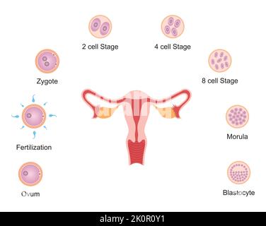 Female egg and sperm cell structure composition with set of isolated ...