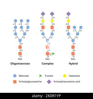 Scientific Designing of N-glycans Types. Oligomannose, Complex and ...