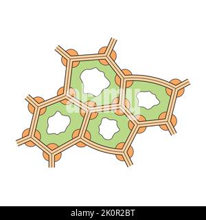 Scientific Designing of Collenchyma Structure. The Plant Tissue That ...