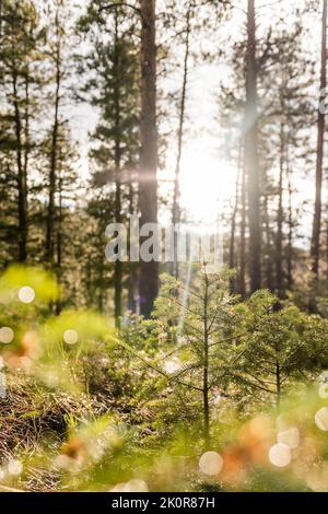 A landscape of the sun rays going through trees in an autumnal forest ...
