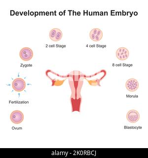 Human fertilisation and embryonic development diagram illustration ...