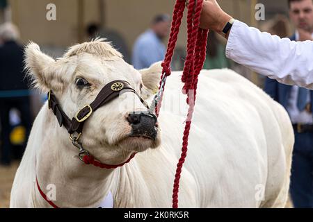 British white bull, competition, Dorset County Show 2022, Dorset, UK ...
