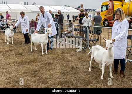 British Saanen goat, competition, Dorset County Show 2022, Dorset, UK ...