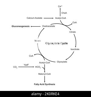 Simple Designing of Glyoxylate Cycle. Vector Illustration Stock Vector ...