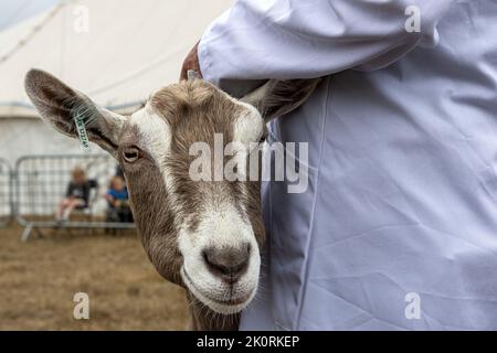 British Toggenburg goat, competition, Dorset County Show 2022, Dorset ...