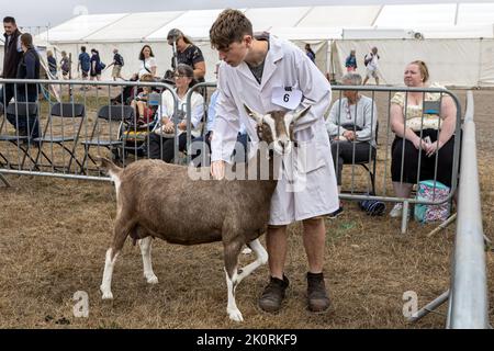 British Toggenburg goat, competition, Dorset County Show 2022, Dorset ...