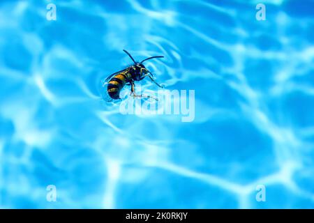Wasp on the water surface, swimming pool Stock Photo - Alamy