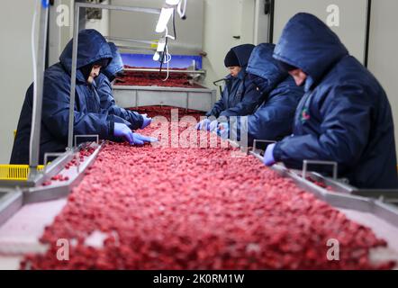 TYSHKIVTSI, UKRAINE - SEPTEMBER 8, 2022 - Employees are seen at work at ...