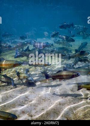 River Trout swim underwater, Trout underwater scene, Trout farm Stock ...