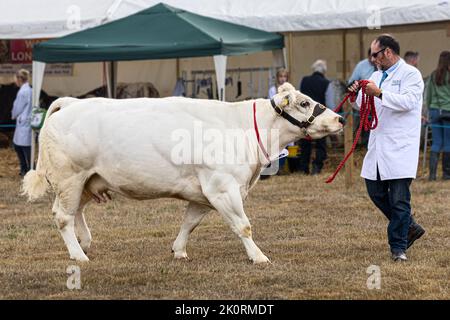 British white bull, competition, Dorset County Show 2022, Dorset, UK ...