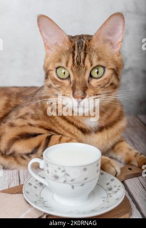 Beautiful bengal cat next to a cup of milk on a wooden table Stock ...