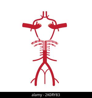 Scientific Designing of Willis Circle Structure. The Circulatory ...