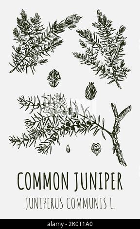 juniper berry gin sketch hand drawn vector Stock Vector Image & Art - Alamy