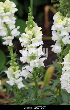 Flowering spikes of white snapdragon, Antirrhinum species, flowers with ...