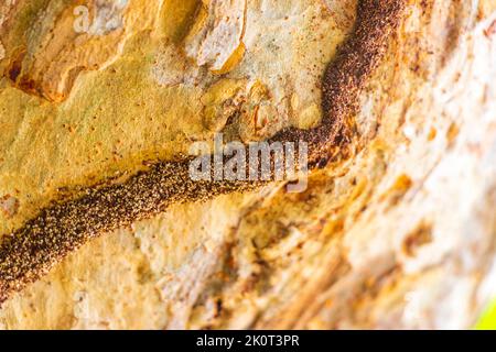 Termites crawling on a tree in the Amazon rainforest, Tambopata, Peru ...