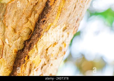 Termites crawling on a tree in the Amazon rainforest, Tambopata, Peru ...