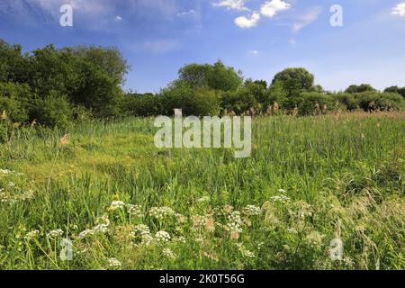View over the Winnall Moors Nature Reserve, Winchester City, Hampshire ...