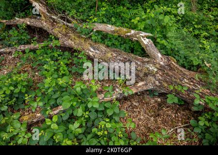 Textured found intimate still-life with Blackberry brambles forming ...