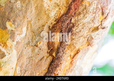 Termites crawling on a tree in the Amazon rainforest, Tambopata, Peru ...