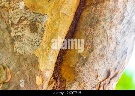 Termites crawling on a tree in the Amazon rainforest, Tambopata, Peru ...