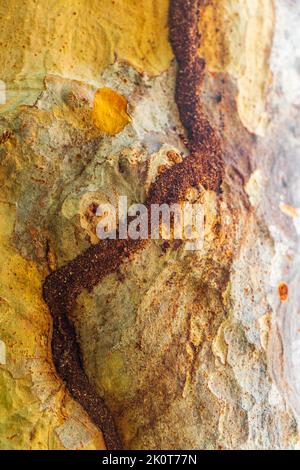 Termites crawling on a tree in the Amazon rainforest, Tambopata, Peru ...