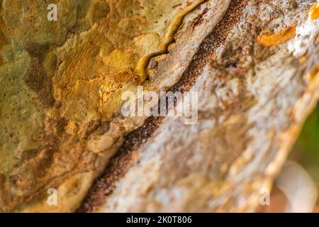 Termites crawling on a tree in the Amazon rainforest, Tambopata, Peru ...