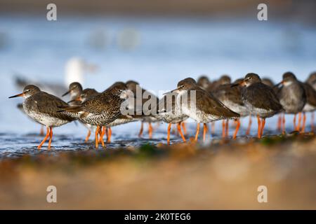 Redshanks flock, Kent, UK Stock Photo - Alamy
