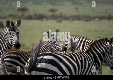 Kenya, Naibosho, 2022-02-15. A buffalo grazes on a plain. Birds are on ...
