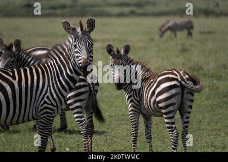 Kenya, Naibosho, 2022-02-15. Zebra and antelope grazing on a plain ...