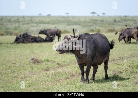 Kenya, Naibosho, 2022-02-15. Zebra and antelope grazing on a plain ...