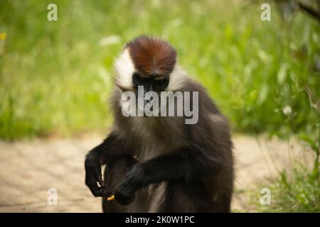 Cherry Crowned Collared Mangabey Monkey relaxing and yawning outside ...