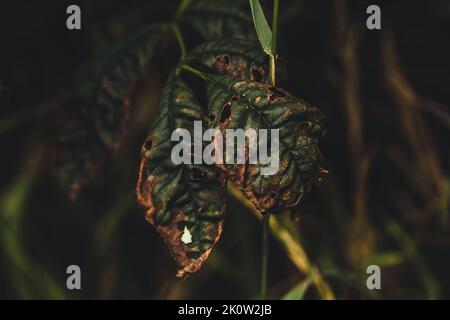 Leaves dying slowly from the tree Stock Photo - Alamy