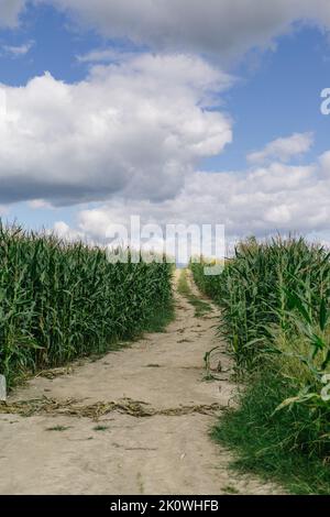 Landscape. Road going through a cornfield Stock Photo - Alamy