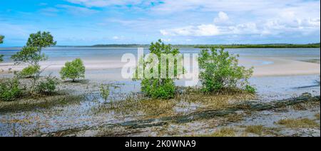 Australian Grey Mangrove (Avicennia marina) tree, on rocky beach ...
