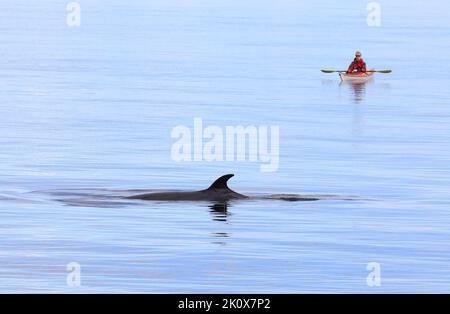 Tourist in Kayak observing whale in Tadoussac area, Saint Lawrence ...