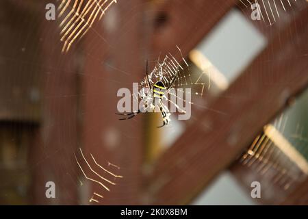 Japanese orb-weaving spider (Argiope amoena) on large web in front of a ...