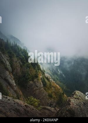 View from above of dense pine forest with canopies of green spruce ...