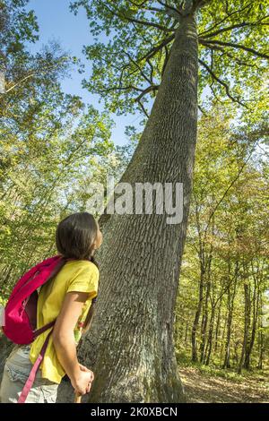 France. Auvergne. Allier (03). Family walk in the forest of Troncais ...