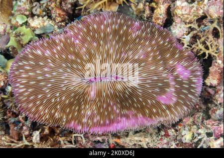 Lobed plate coral, Lobactis scutaria, Raja Ampat Indonesia Stock Photo ...