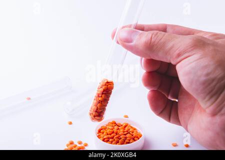 The scientist examines the seeds. Checking plants for diseases. Seed ...