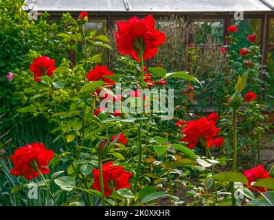 A red rose backlit by afternoon sunlight, UK Stock Photo - Alamy